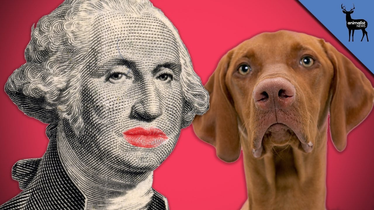 Did George Washington Have a Dog Named Sweet Lips?