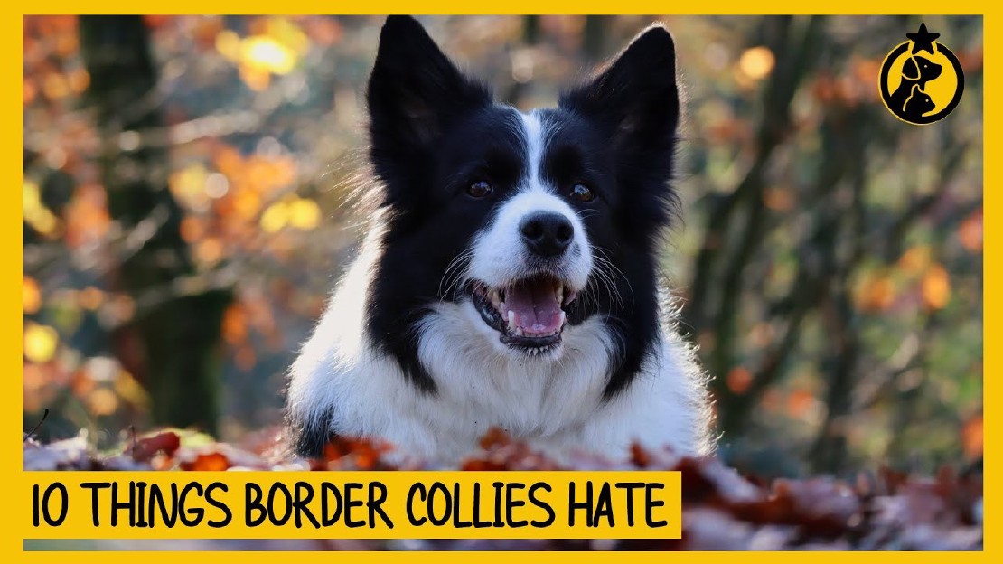 Border Collies como cães de apoio emocional: Explorando a sua adequação