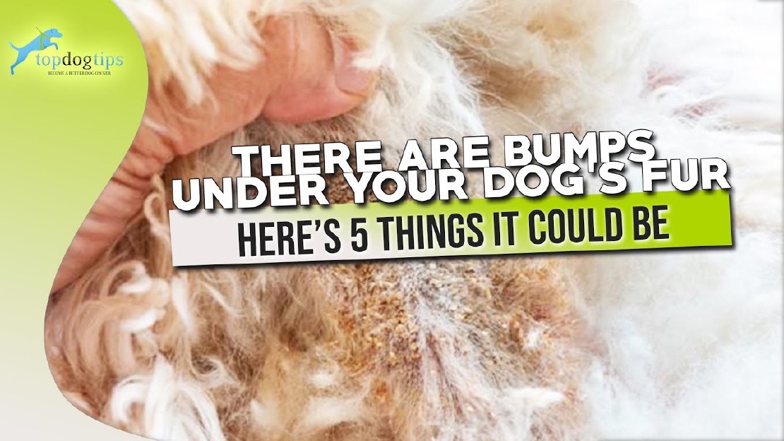 Causas de los granos en los perros: las afecciones cutáneas más comunes