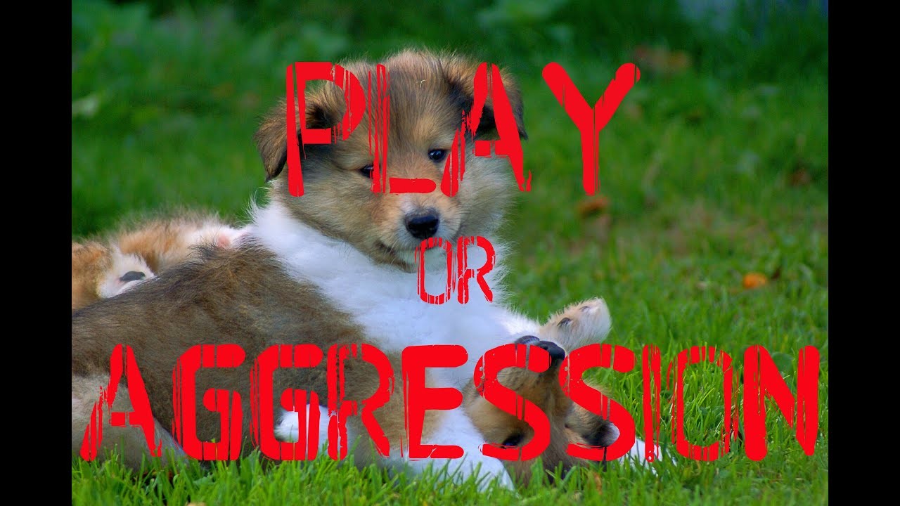 Comprendre le jeu du chiot : est-il normal de grogner pendant la ...