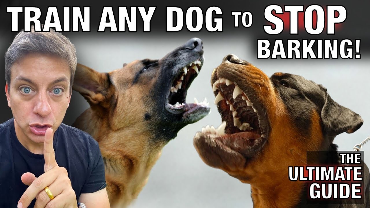 Are All Terriers Known for Barking?