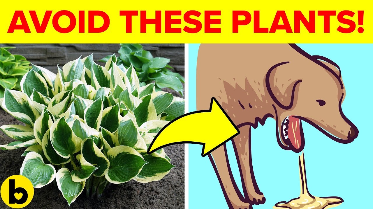 Can Peppermint Plants Harm My Dog?
