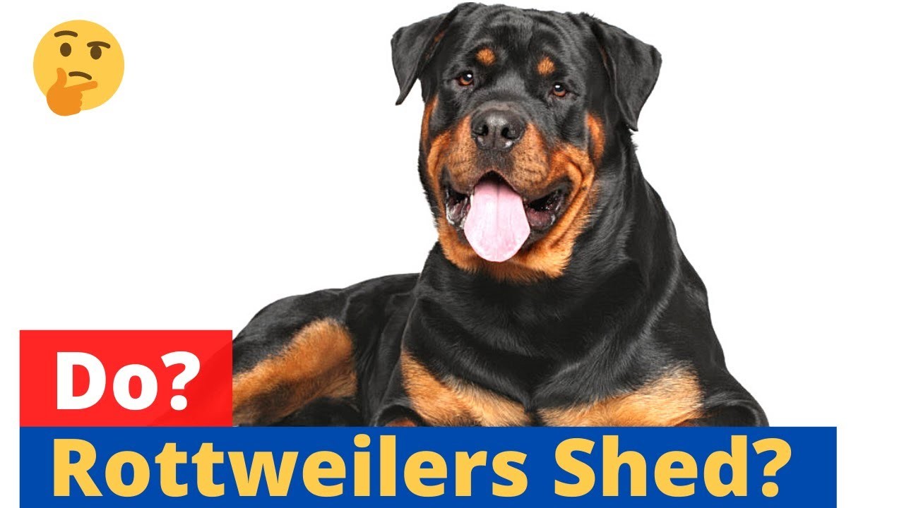 Understanding Rottweiler Shedding : How Often Does a Rottweiler Shed