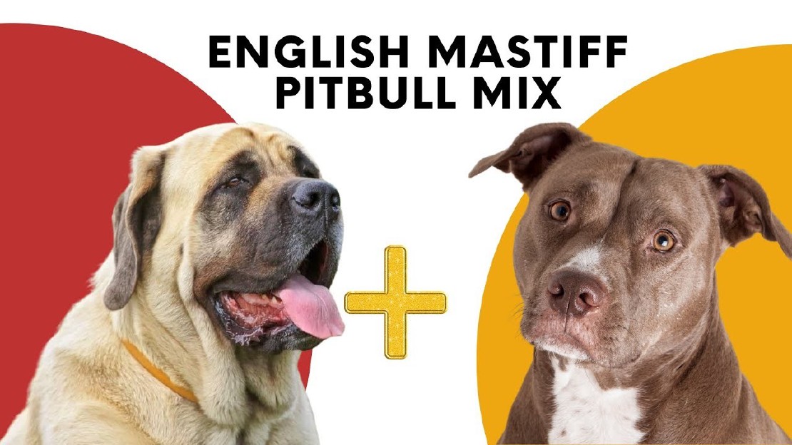 Wie groß können Pitbull-Mastiffs werden?