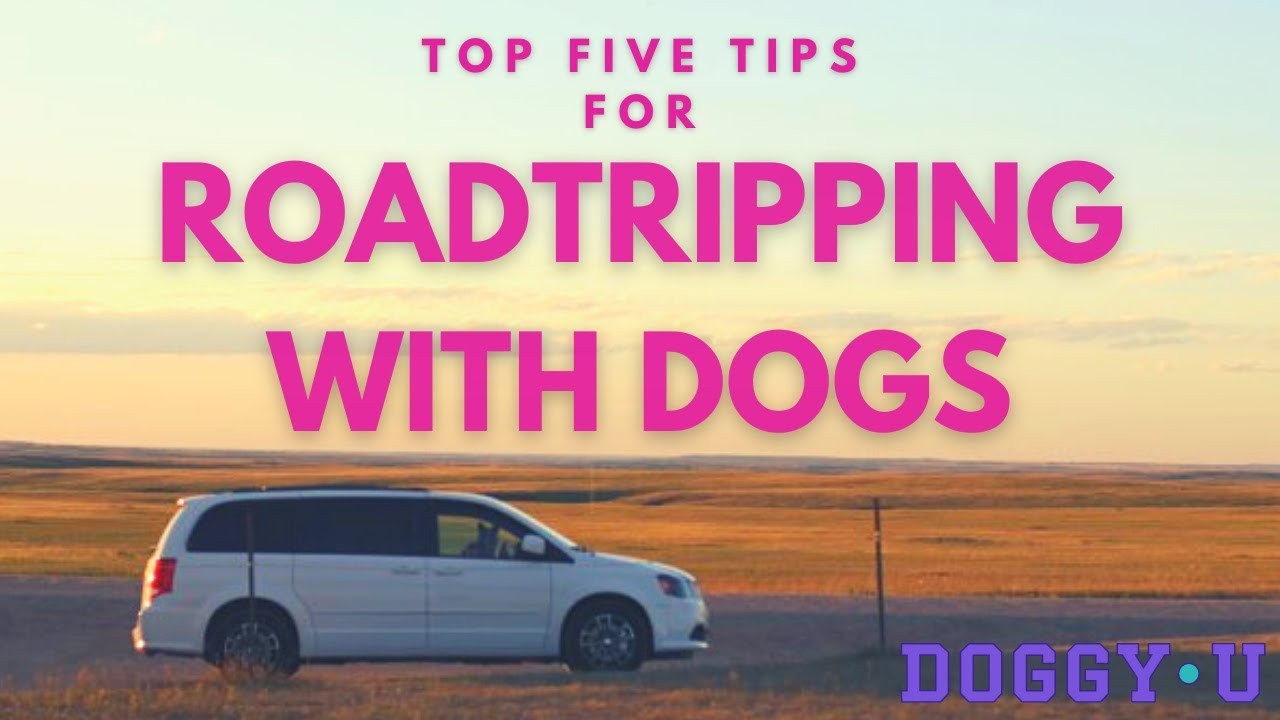 Are Long Car Rides Beneficial for Dogs? Debunking Common Myths