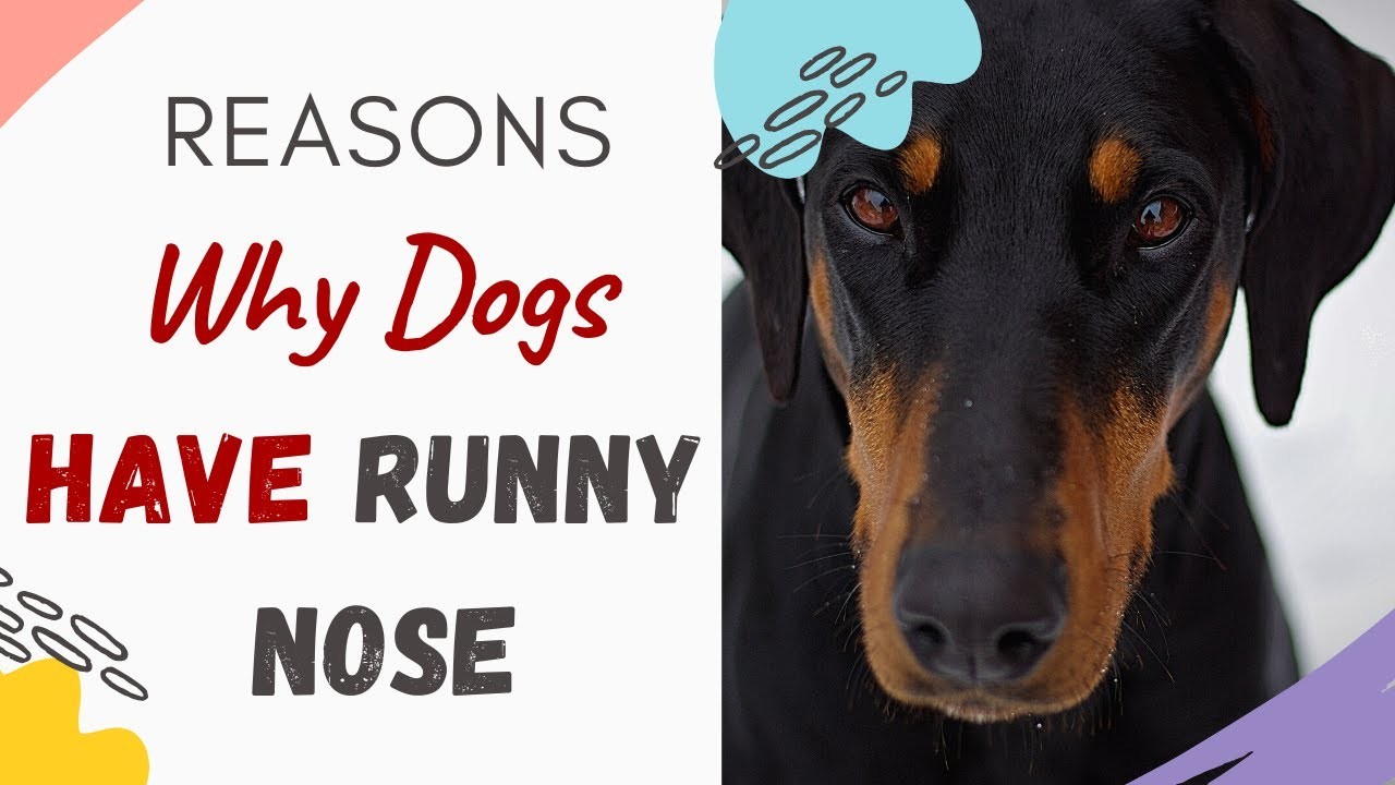 Is It Normal for Puppies to Have Runny Noses?