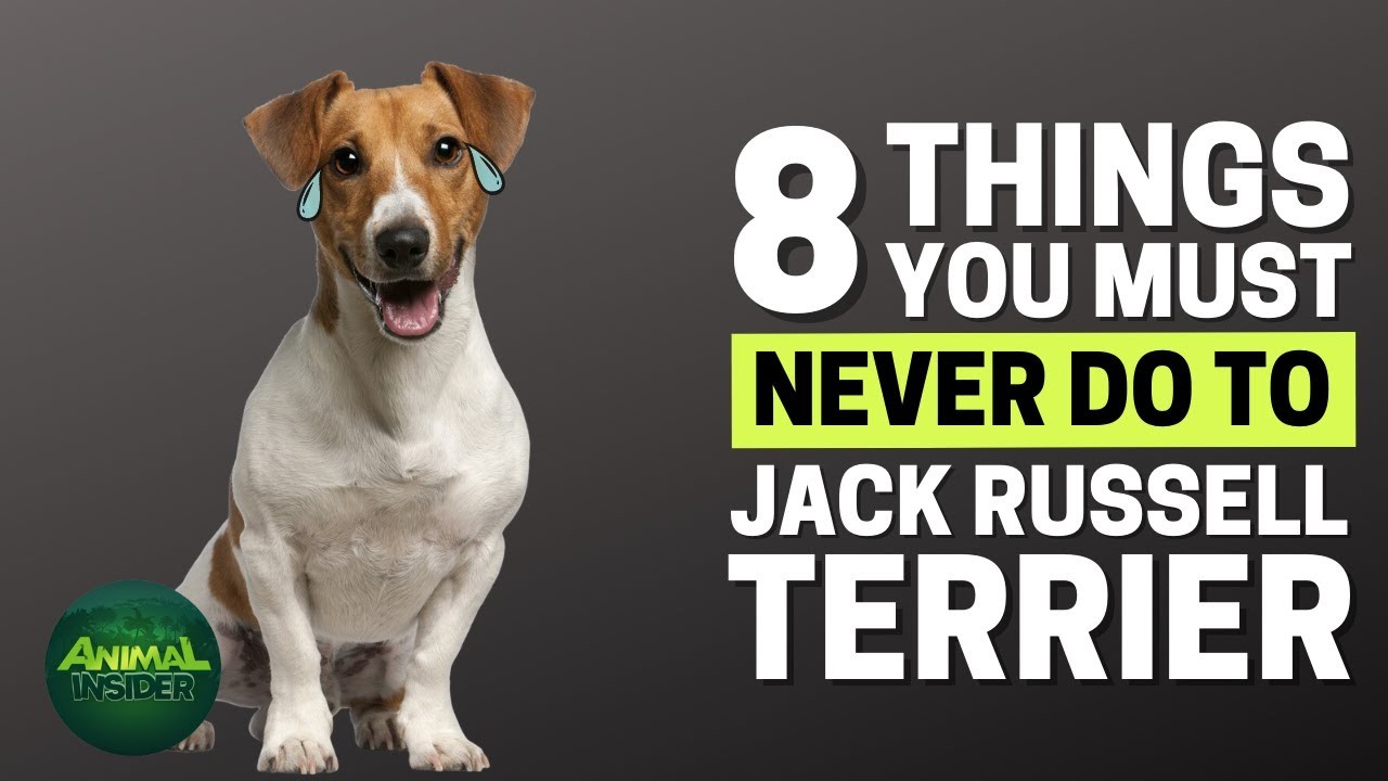 Do Jack Russells Exhibit Jealousy?