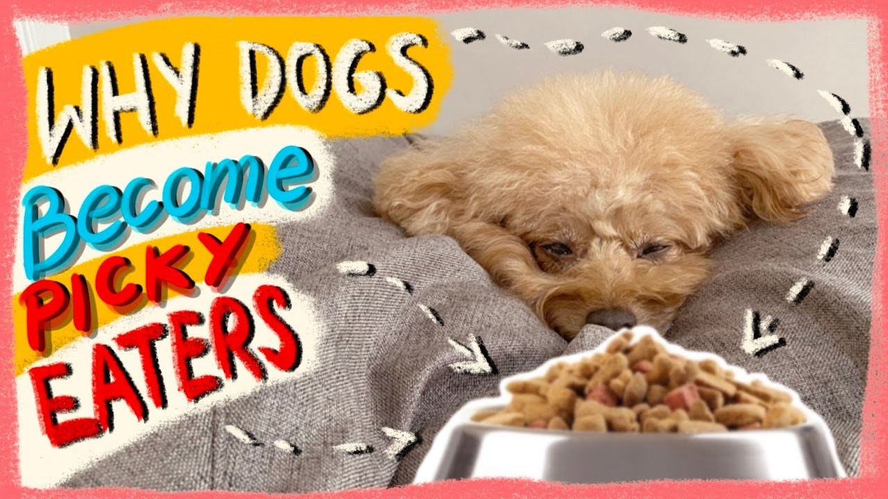 Are Small Breed Dogs More Picky Eaters?