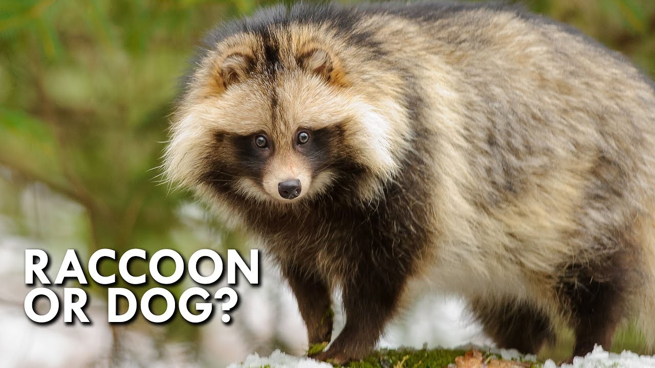 What's the Difference Between a Raccoon and a Raccoon Dog?