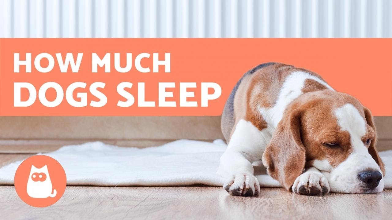How Many Hours Of Sleep Does A 4 month old Puppy Need how-many-hours-of-sleep-does-a-4-month-old-puppy-need