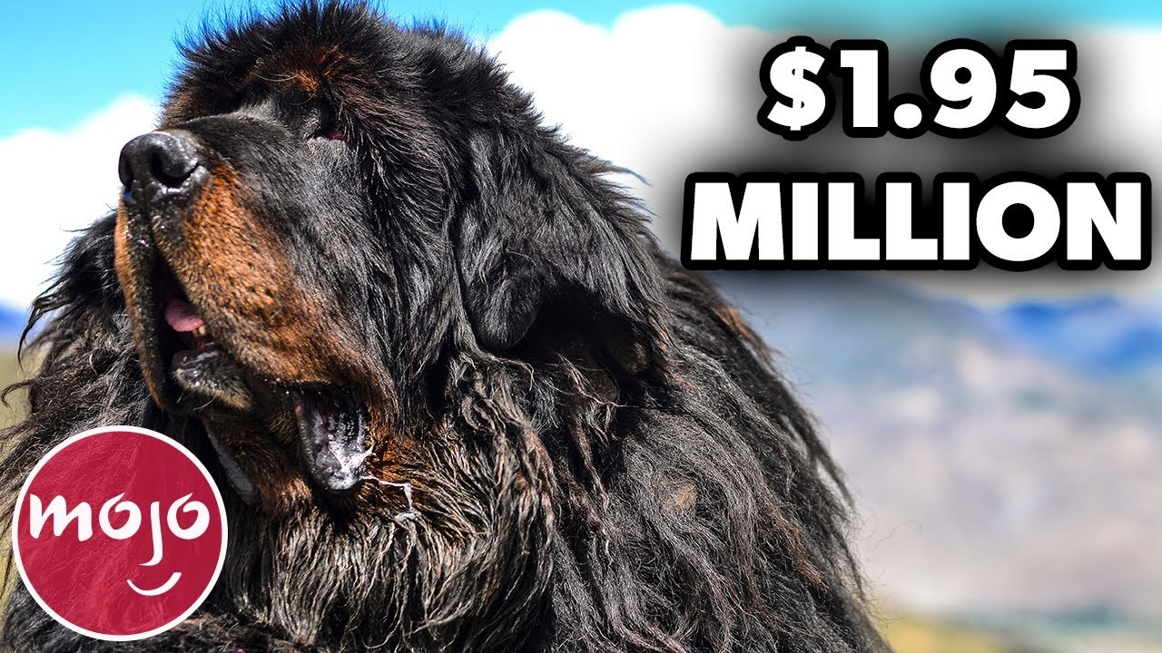 What is the highest paid dog?