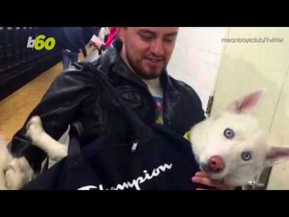 Is it Permitted to Bring Dogs on the NYC Subway?