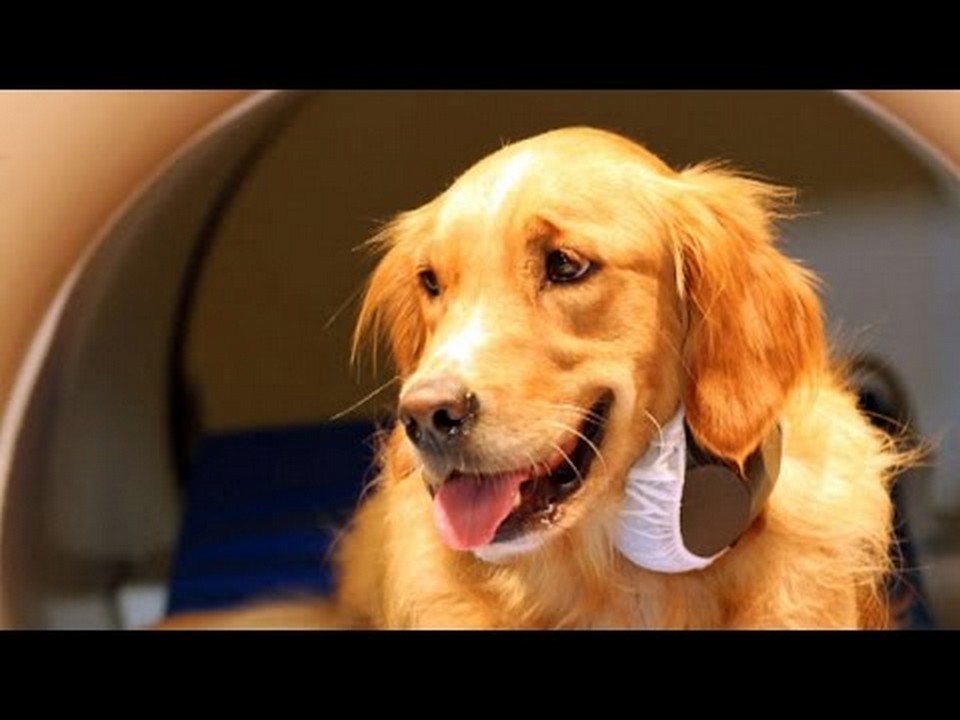 Can Dogs Understand Humans: Deciphering Canine Communication