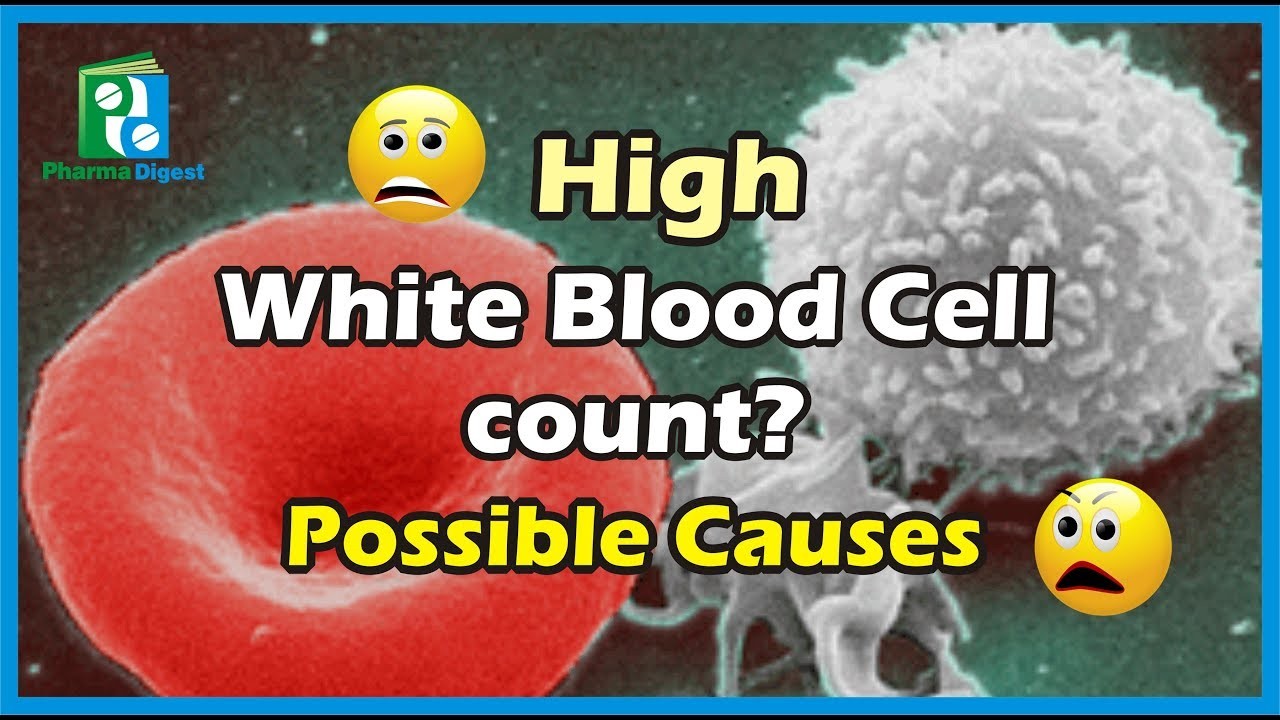 Understanding the Factors Behind High White Blood Cell Count in Dogs