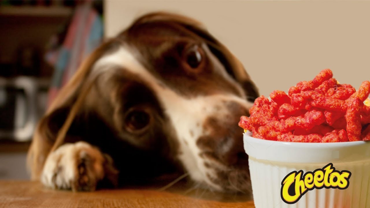 É seguro dar cheetos quentes aos cães?