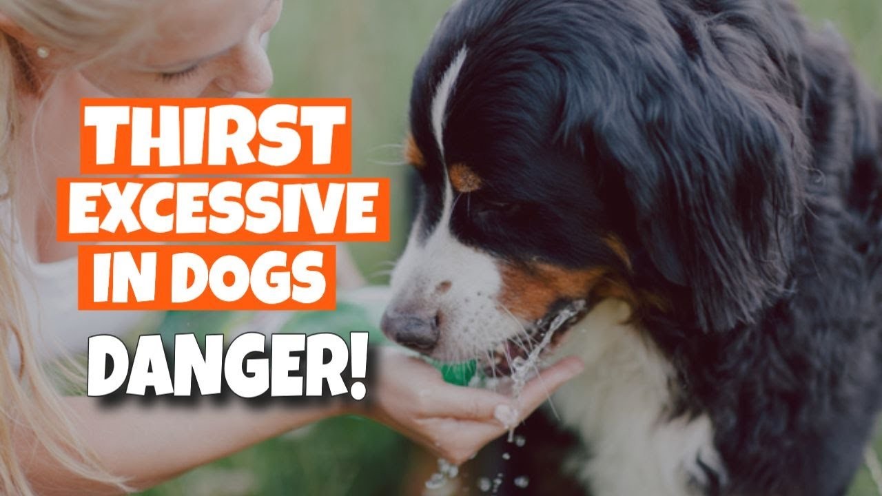 Razones por las que su perro siempre tiene sed