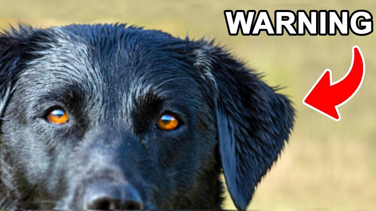 Comprendre pourquoi votre chien a toujours l'air effrayé : Causes ...