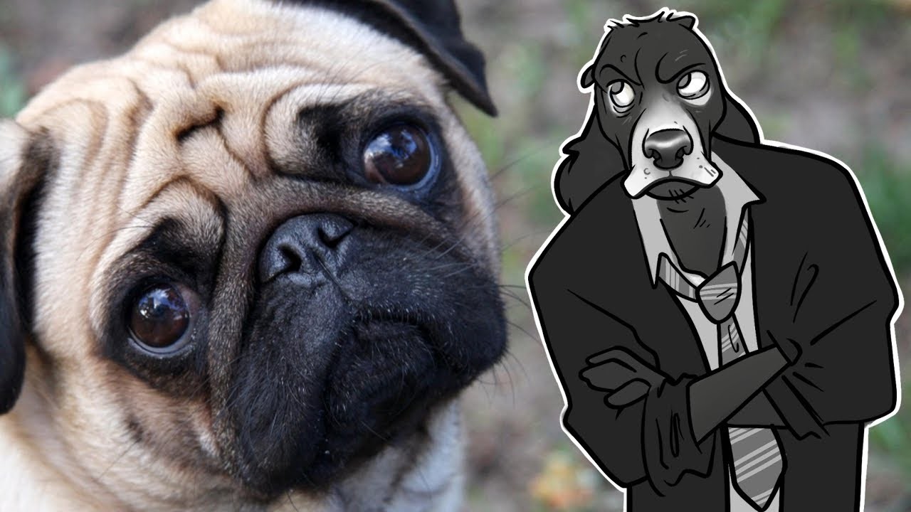 Common Health Problems in Puggles: Everything You Need to Know