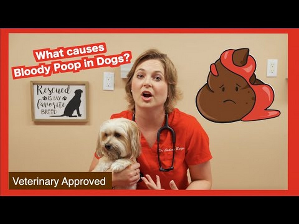 Common Causes of Blood in Your Dog's Stool: Explained