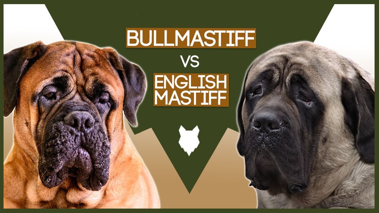 Quel est le meilleur ? Bullmastiffs ou Mastiffs anglais