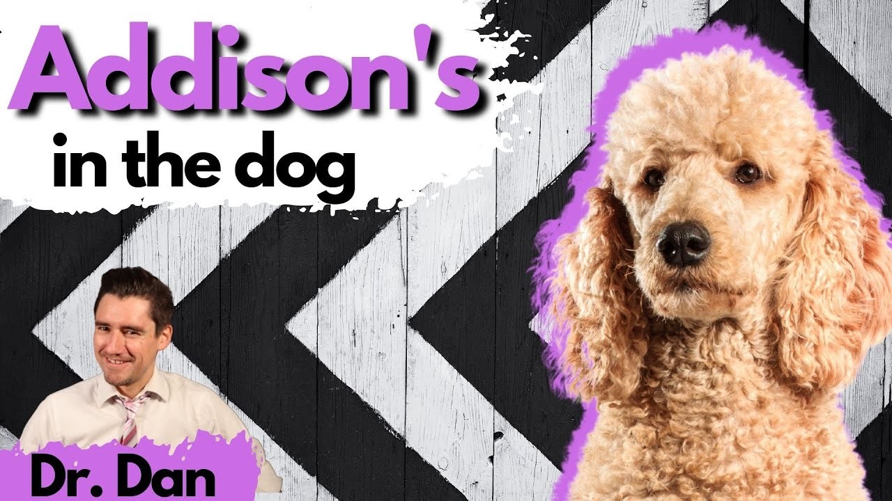 Opciones de tratamiento para perros con enfermedad de Addison