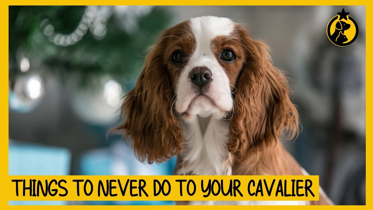 ¿Cuándo es adulto un Cavalier King Charles Spaniel?