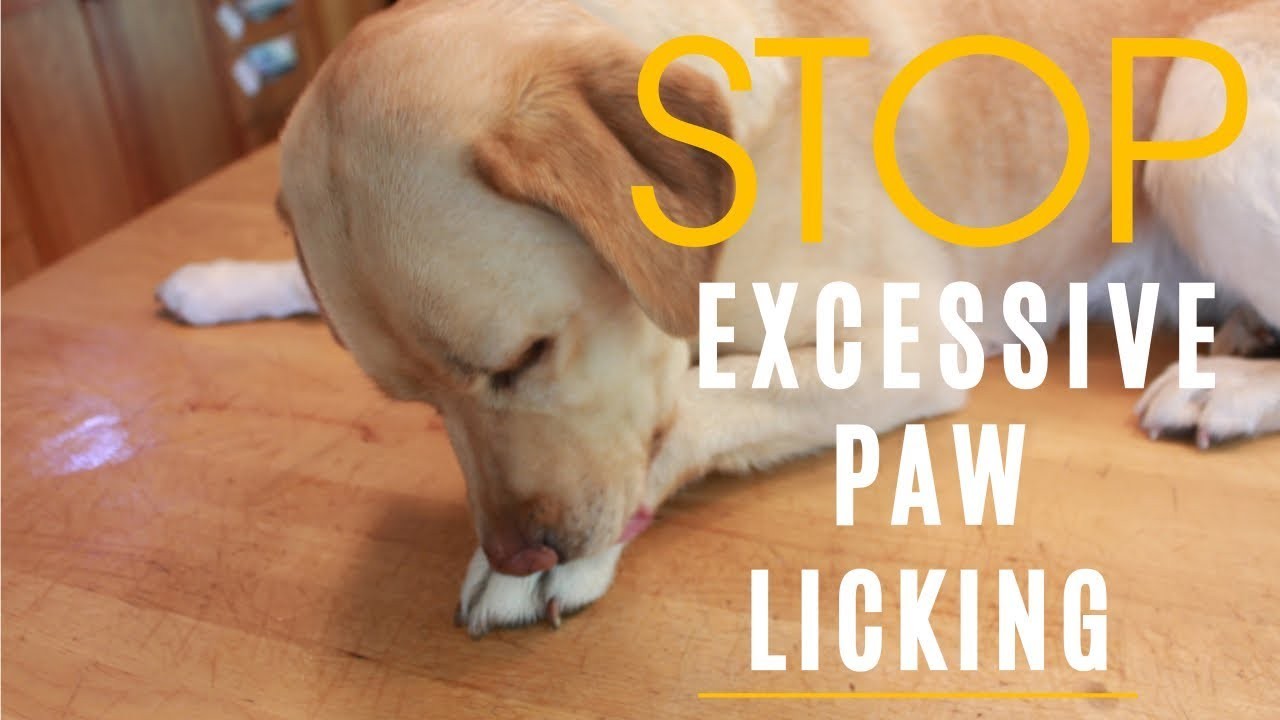 Possible Reasons Why Your Dog is Licking and Chewing His Paws