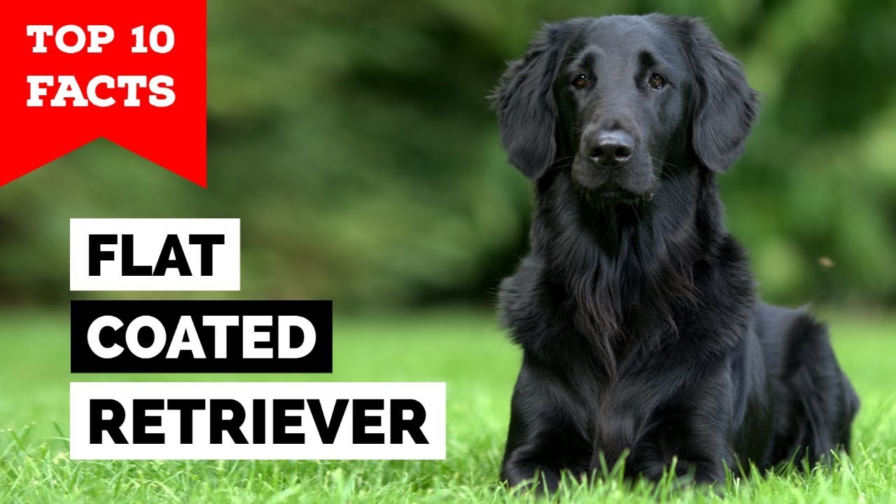 ¿Los Flat Coated Retrievers son buenos con los niños?