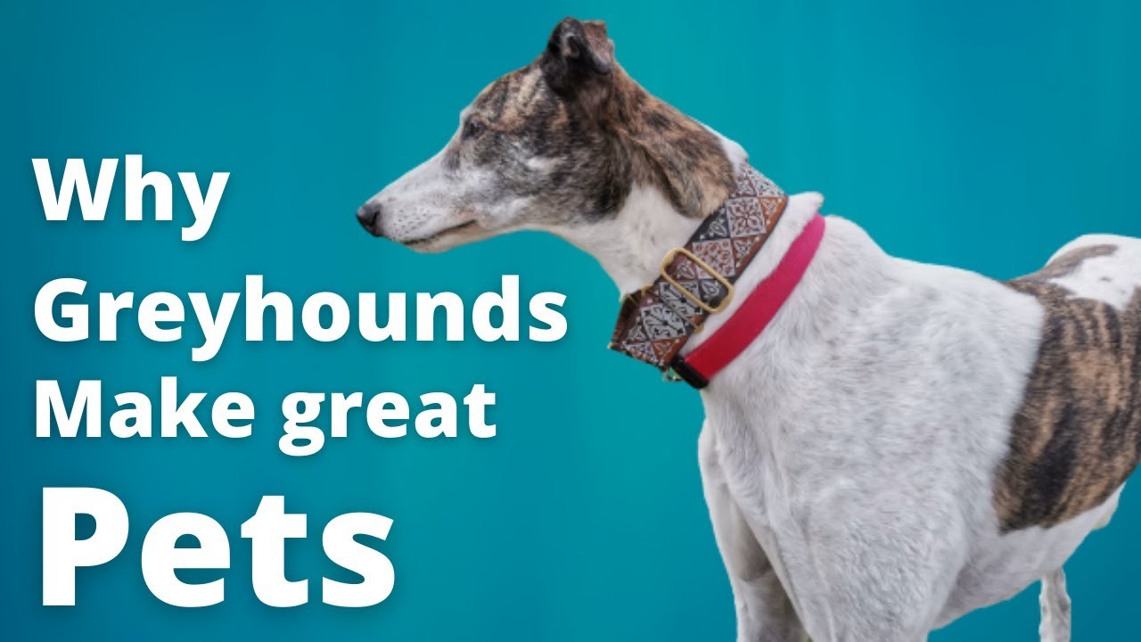 Are Greyhounds the Perfect Pets for You?