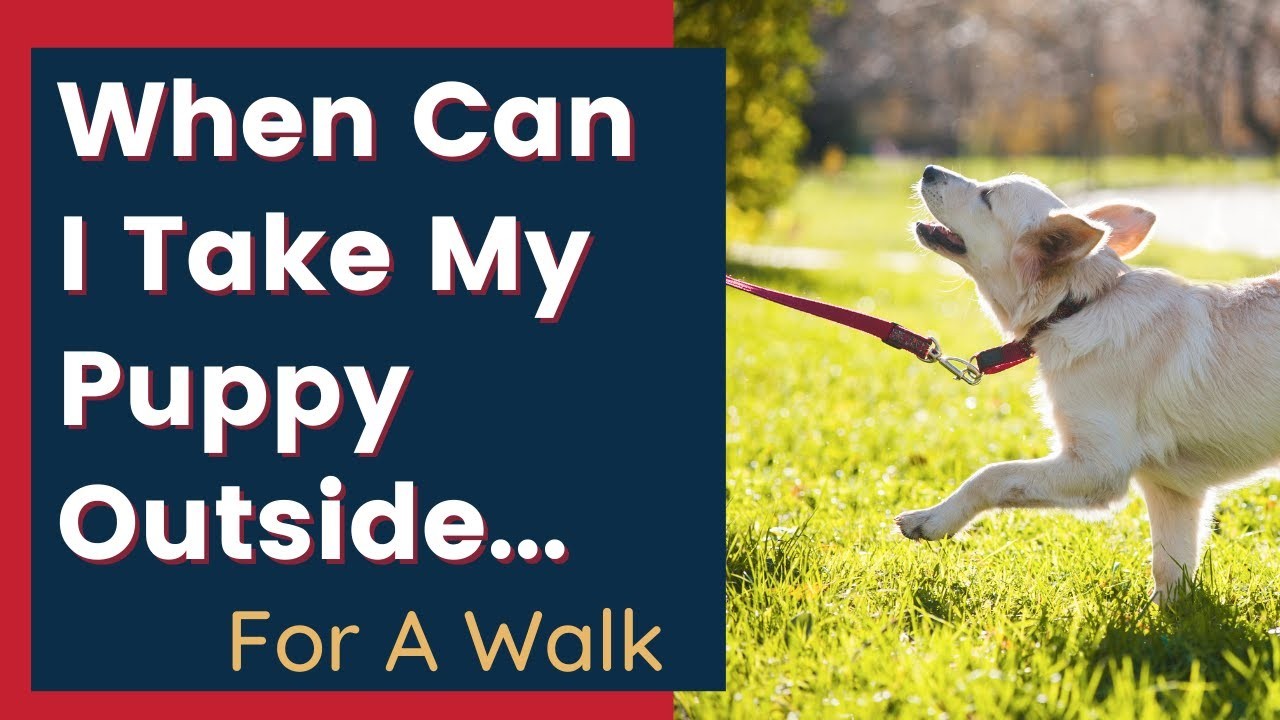 When is it safe to start walking my puppy?