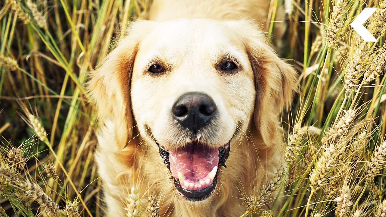 Comprender el vínculo especial entre perros y bebés
