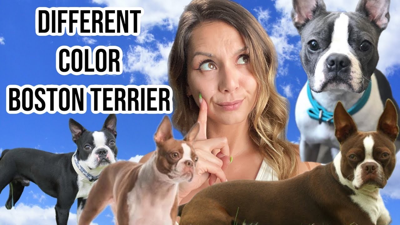 Explorando los colores de los Boston Terrier: Lo que necesita saber