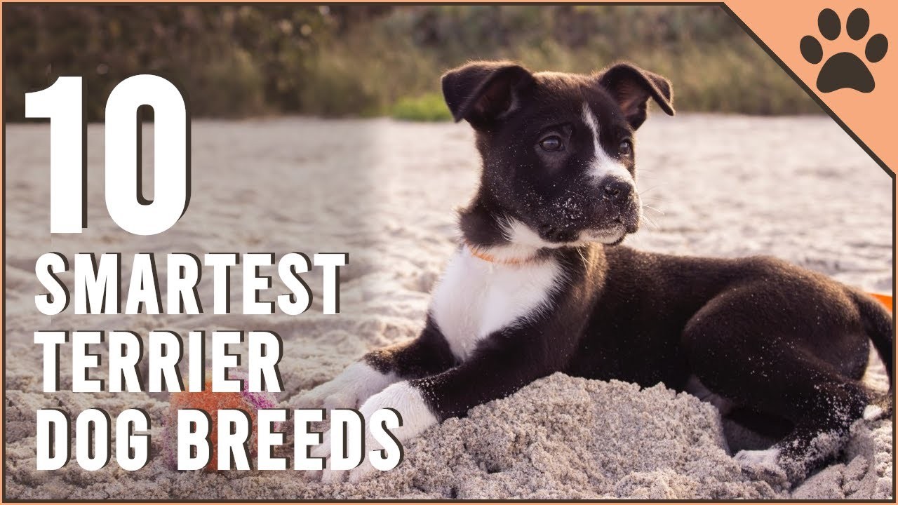Descubrir la raza de terrier más inteligente: ¿cuál se lleva la corona?