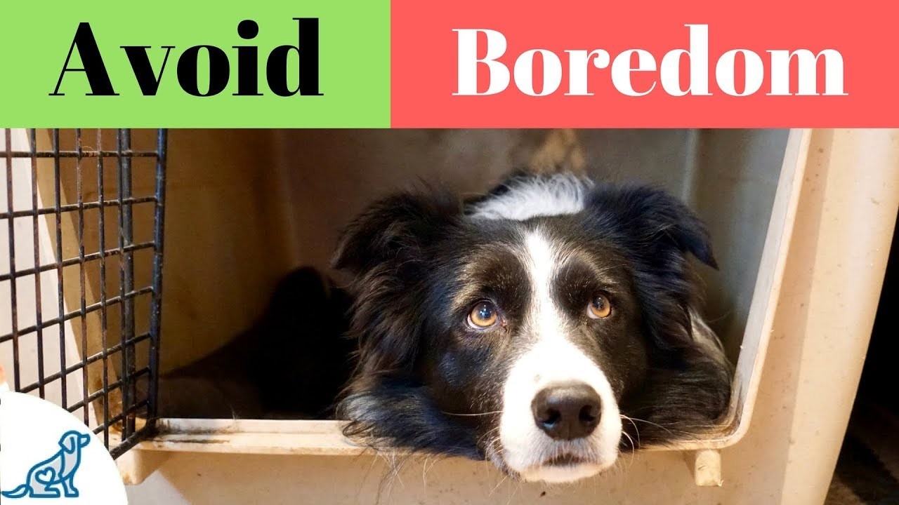 5 Tips for Keeping Your Dog Calm and Resting