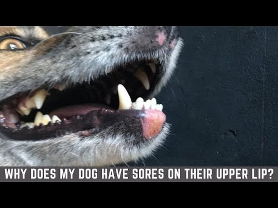 Explorando el propósito evolutivo de los labios dentados de los perros