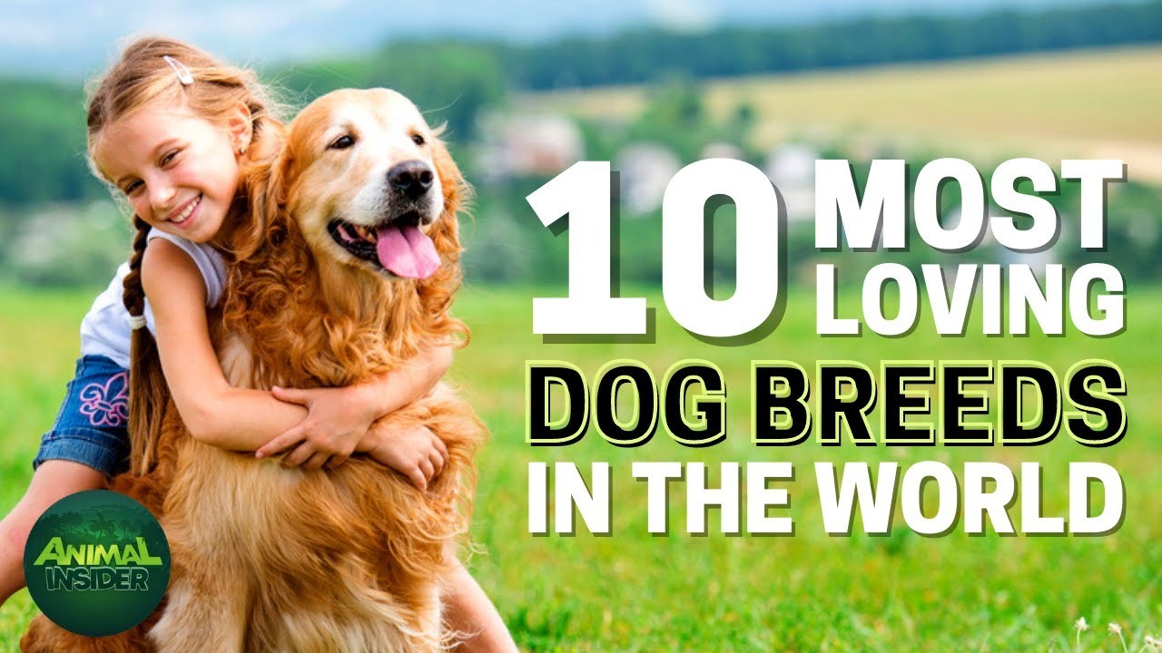 Descubra las razas de perro más cariñosas: ¿Cuál le llegará al corazón?