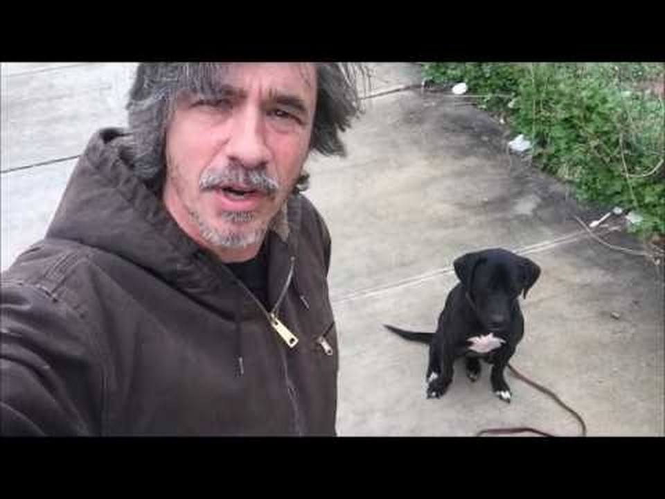 Comment traiter le pica chez le chien : stratégies et solutions efficaces