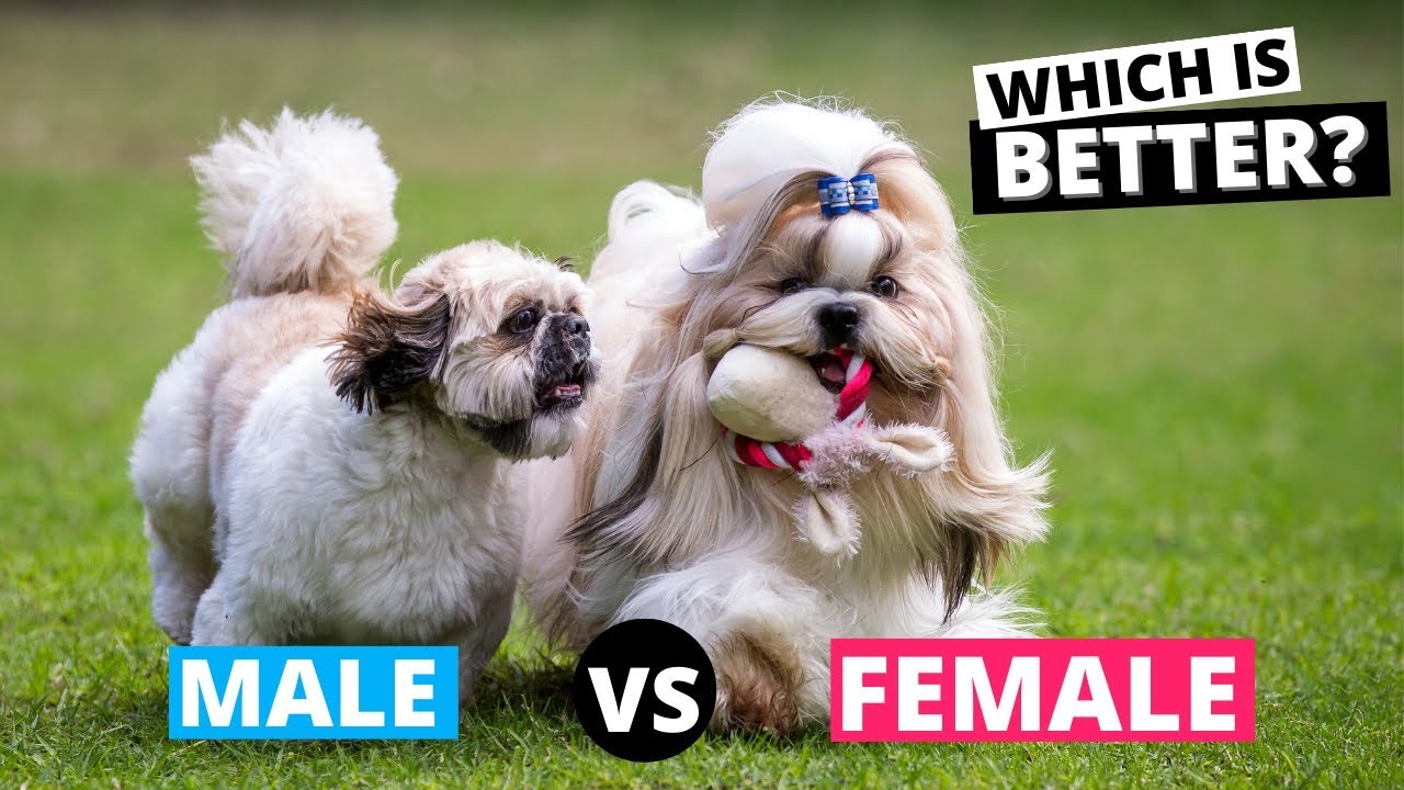 Male vs. Female Shih Tzus: Which is Better for You?