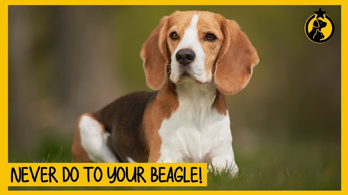 Can Beagles Have Long Legs?