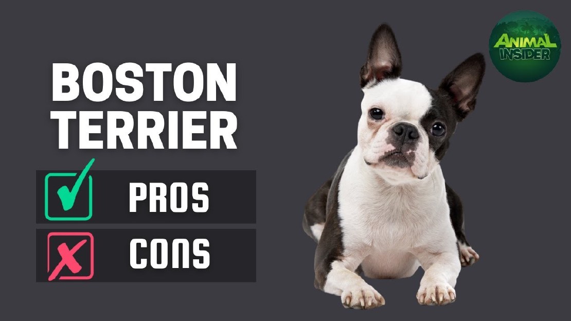 Are Boston Terriers Good Pets? Discover Their Traits and characteristics