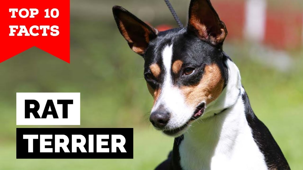 Les Rat Terriers sont-ils hypoallergéniques ? Faits et mythes