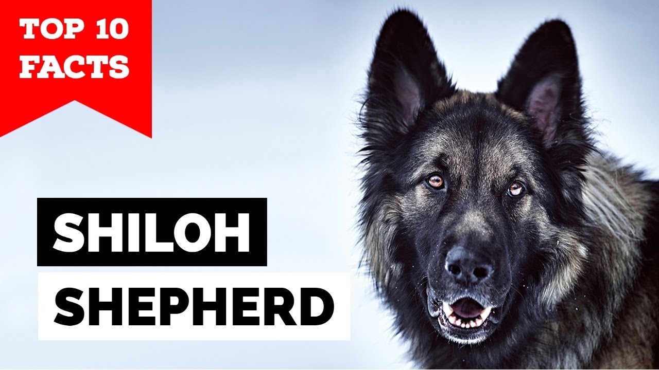 ¿Son los pastores de Shiloh los perros de compañía perfectos?