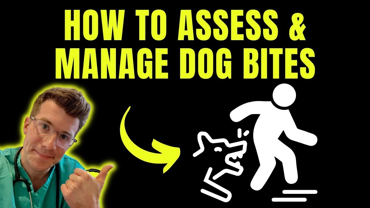 Are Dog Bites Dangerous? Understanding the Risks and Severity