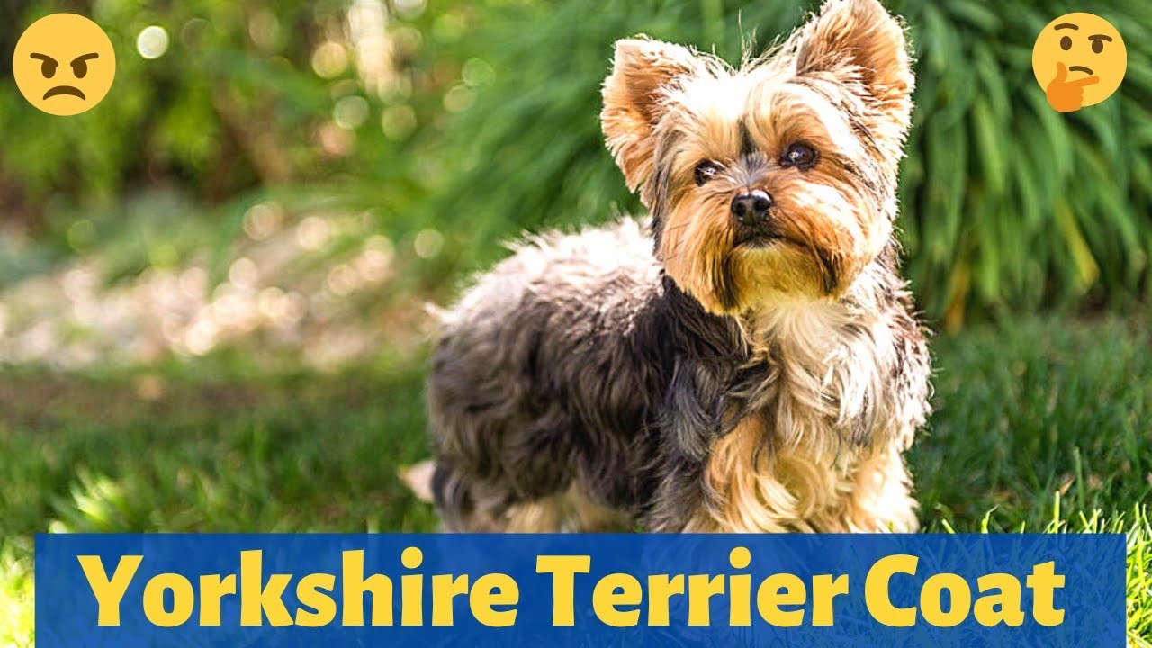 Razones para el pelo fino en Yorkies