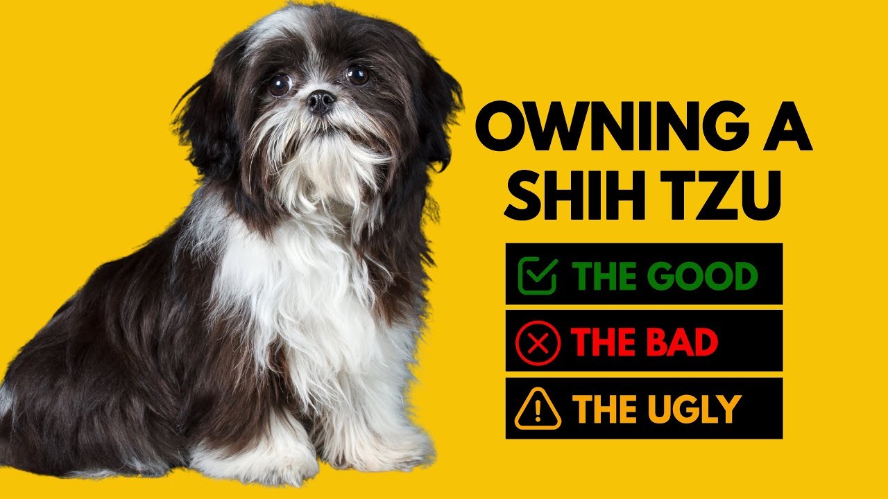 Are shih tzu good pets? Top reasons to consider owning a shih tzu