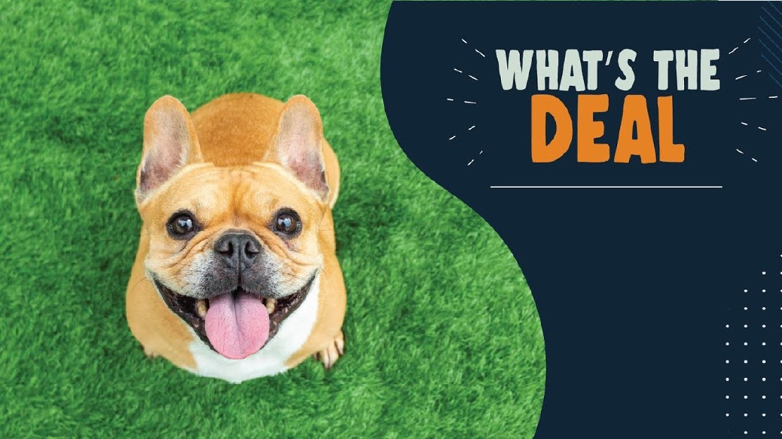 Trazer alimentos secos para cães para o Canadá: O que precisa de saber