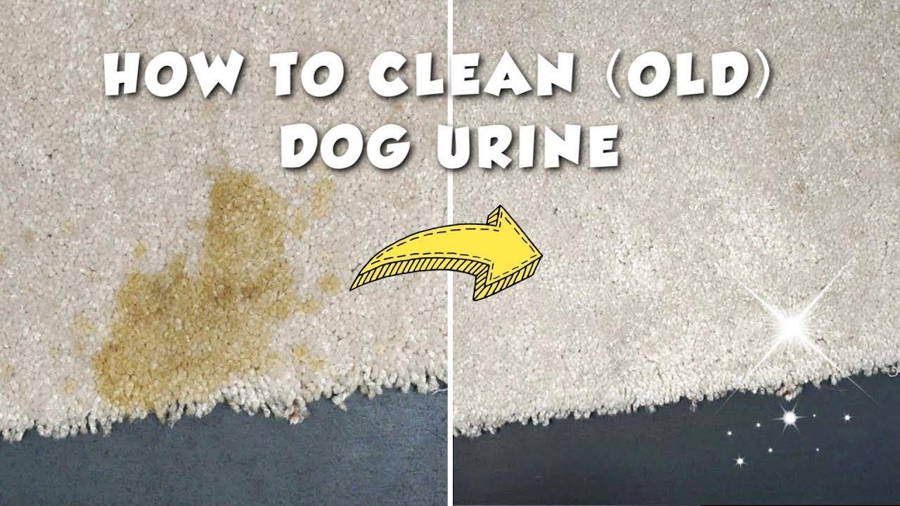 Effective Methods for Removing Old Dog Urine Stains from Carpet
