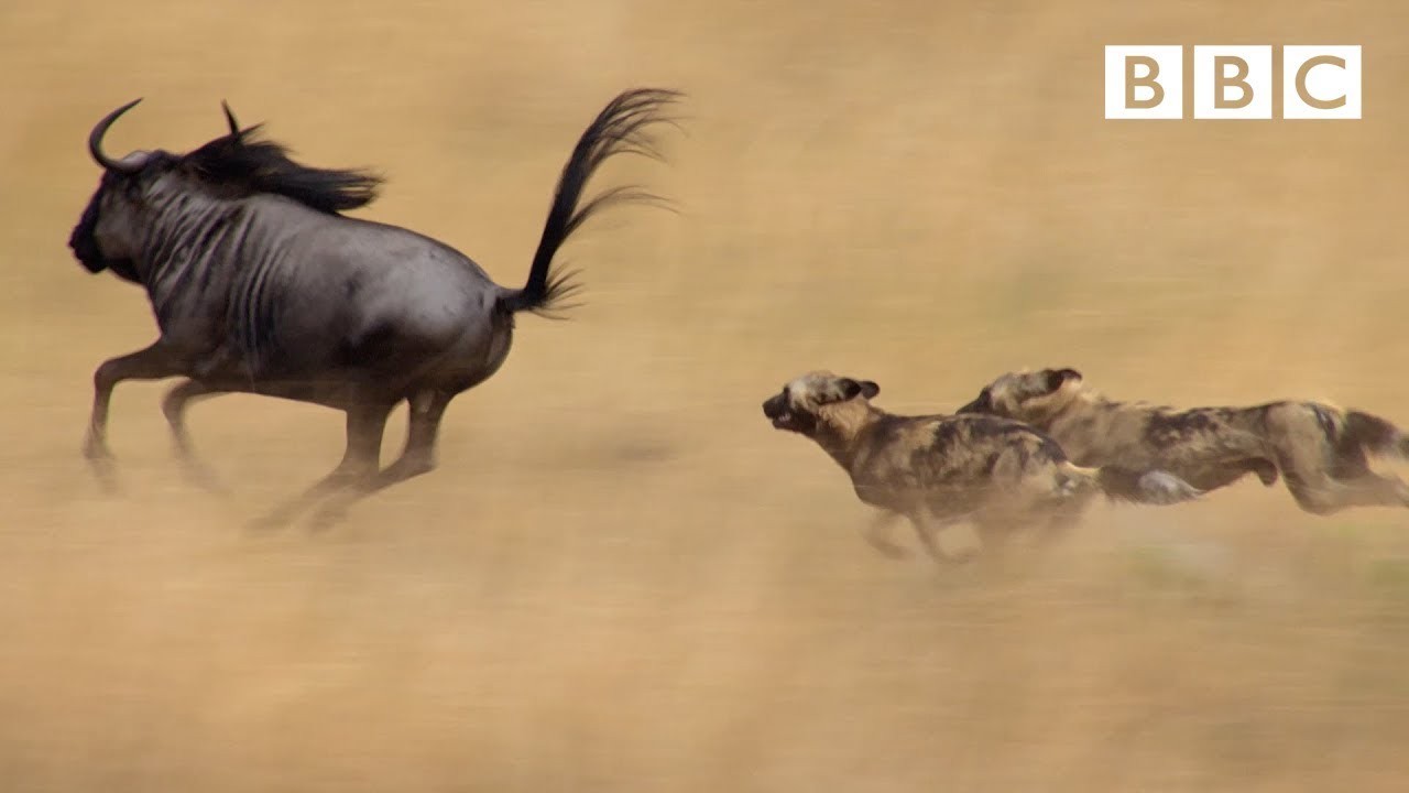 Exploring the Natural Habitats of Wild Dogs: Where to Find Them