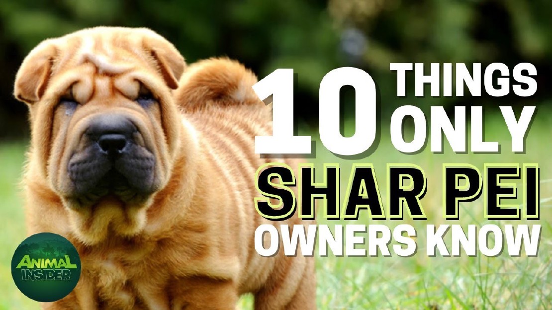 Les chiots Shar Pei sont-ils paresseux ? Démystifier le mythe