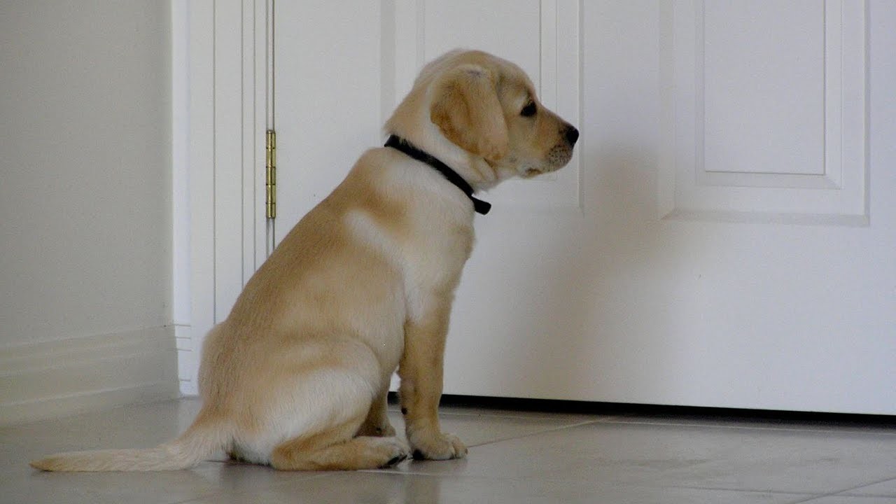 The Science Behind Why Dogs Wait for You to Come Home